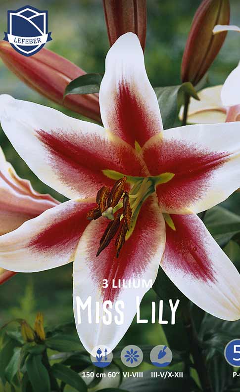 Лилия O.T. Miss Lily (Lefeber) купить в Минске, Гомеле, Витебске ...