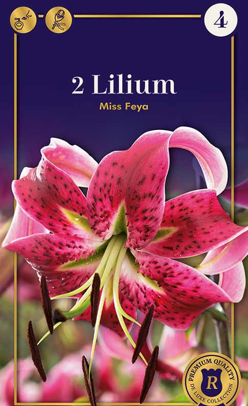 Лилия Miss Feya (R. De Ree) купить в Минске, Гомеле, Витебске, Могилеве ...